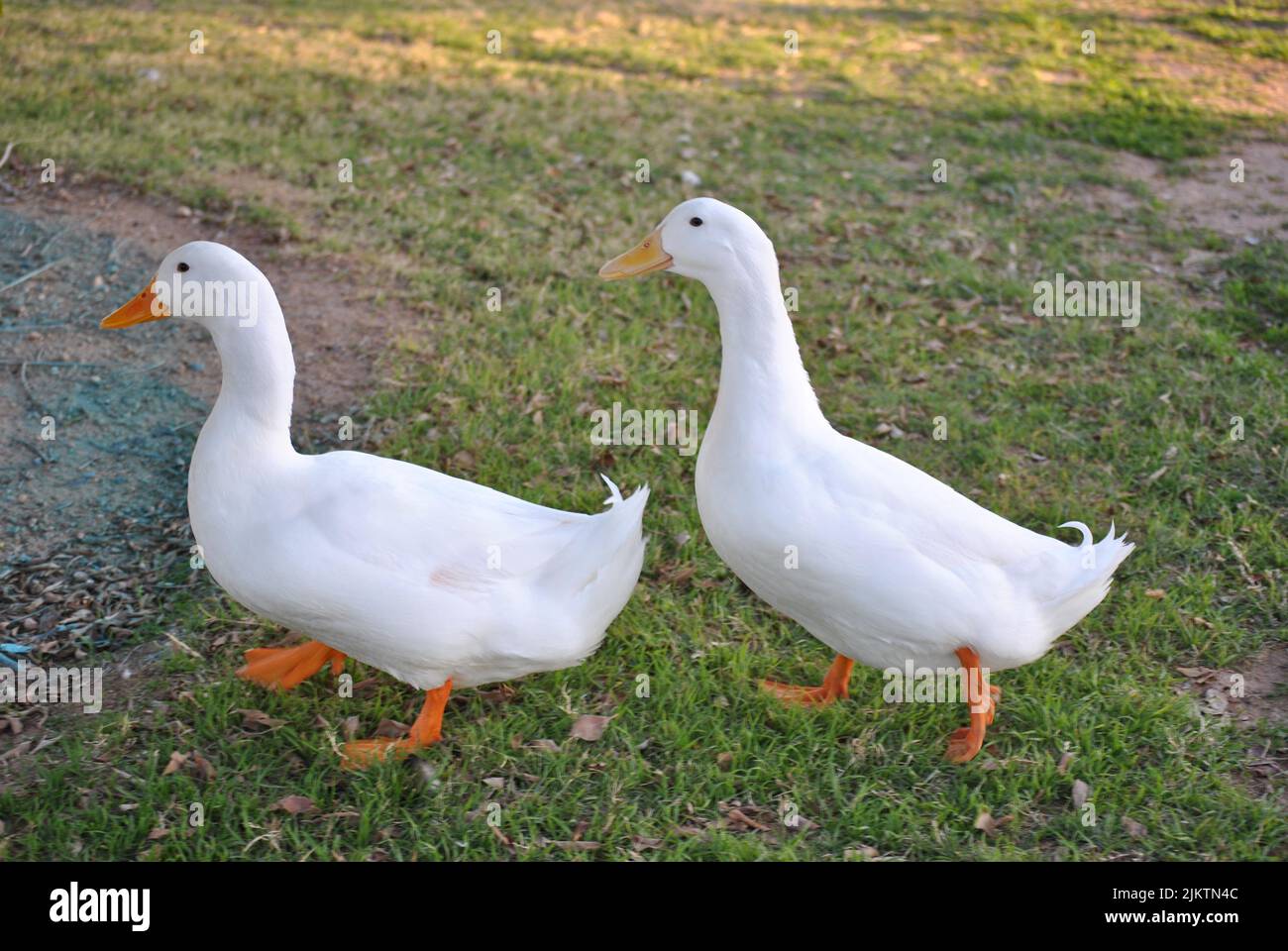 A closeup of two white geese walking on the ground covered with green ...