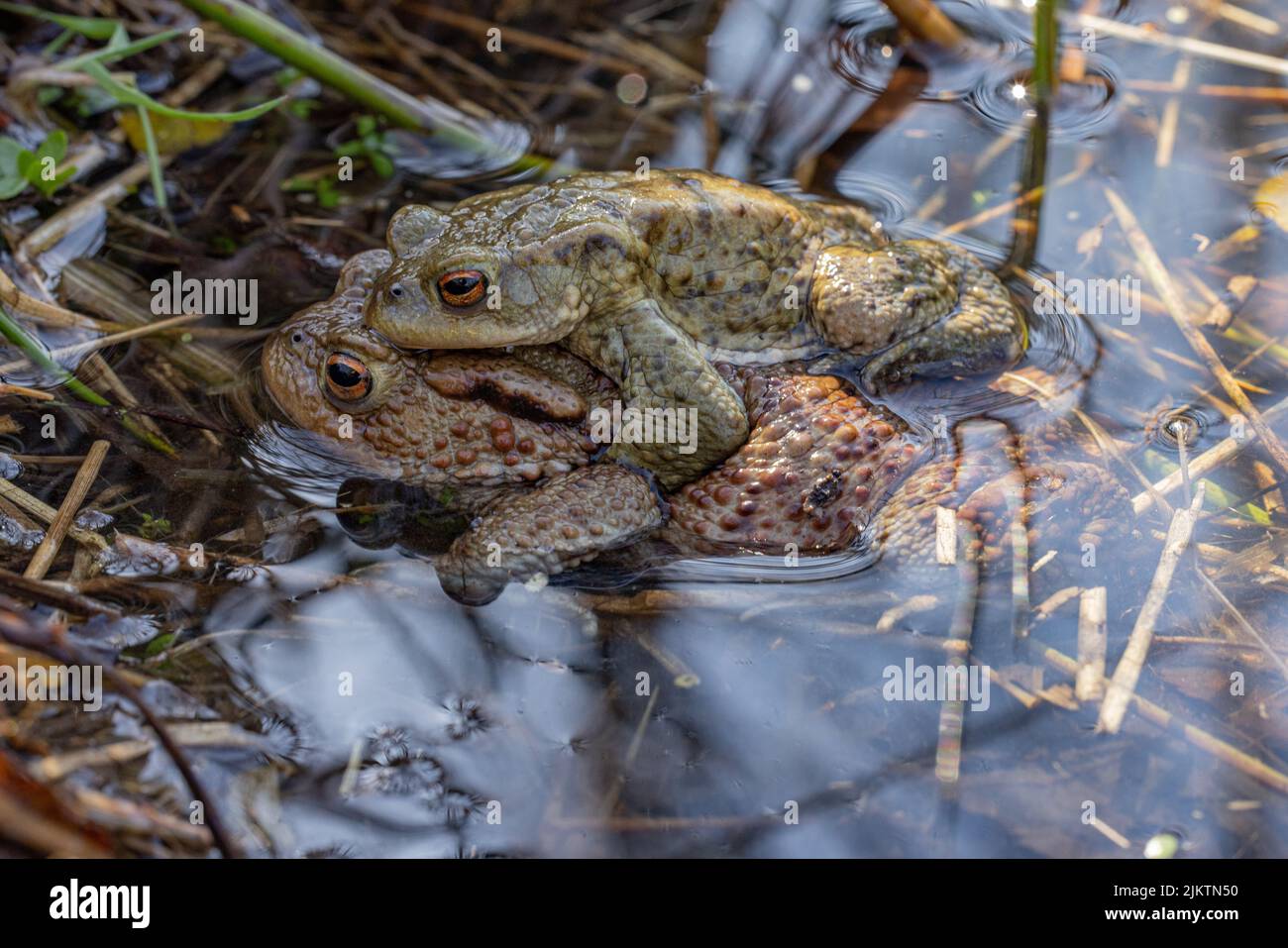 Toads mating in water hi-res stock photography and images - Alamy