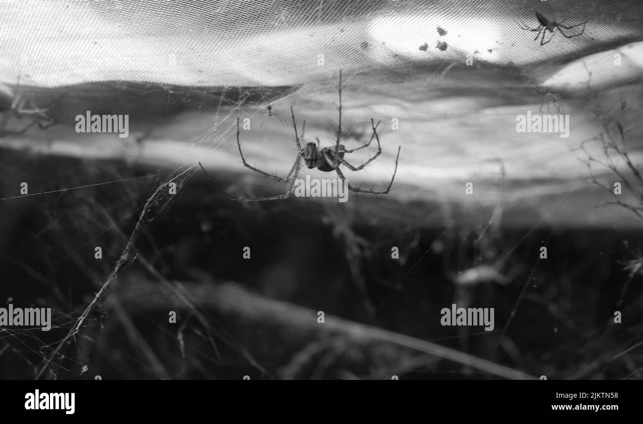 A grayscale shot of a spider crawling in the darkness Stock Photo - Alamy