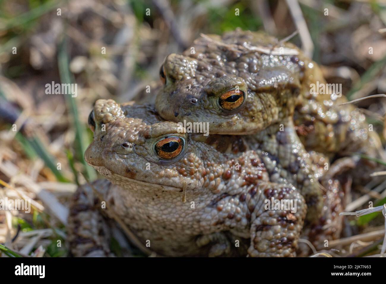A macro view of two common toads mating on the grass Stock Photo - Alamy