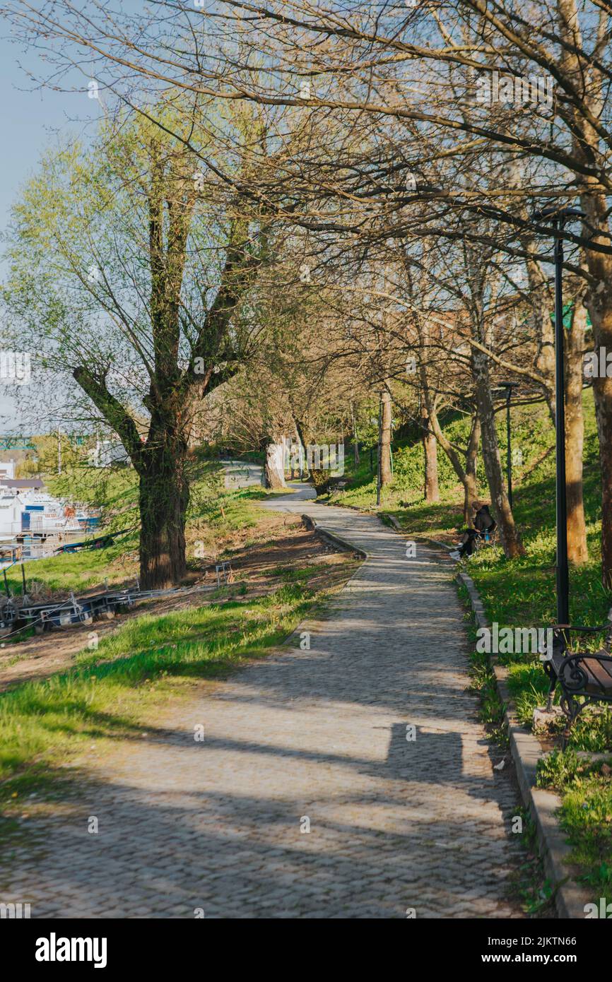 A portrait of a path with rows of trees on one side Stock Photo - Alamy