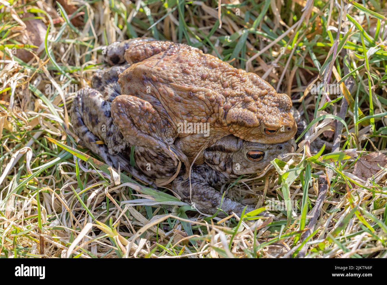 Common toads two hi-res stock photography and images - Alamy