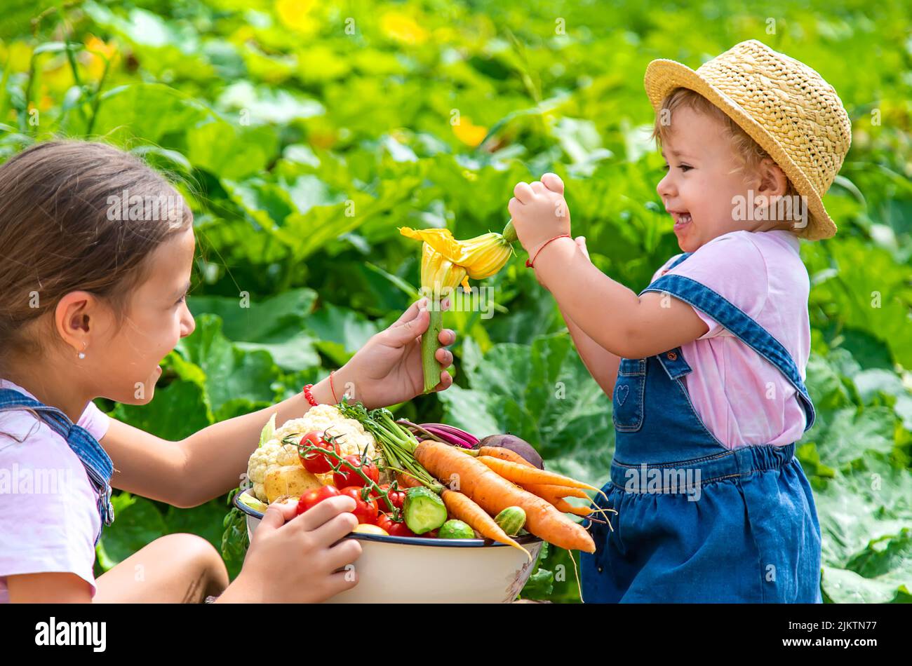 A child with a harvest of vegetables in the garden. Selective focus ...