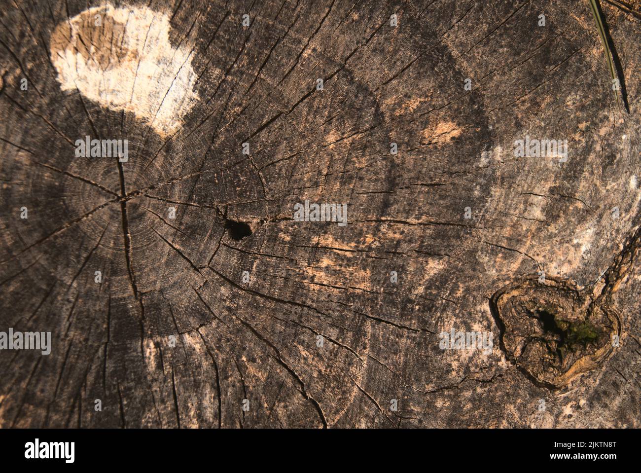 Dry tree texture hi-res stock photography and images - Alamy