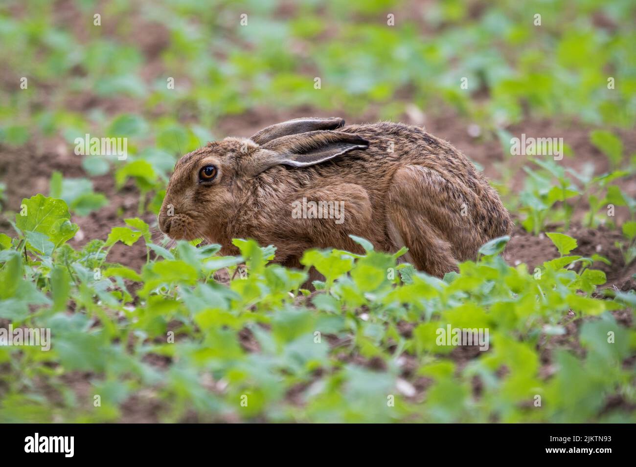 Closeup shot wild rabbit hi-res stock photography and images - Alamy