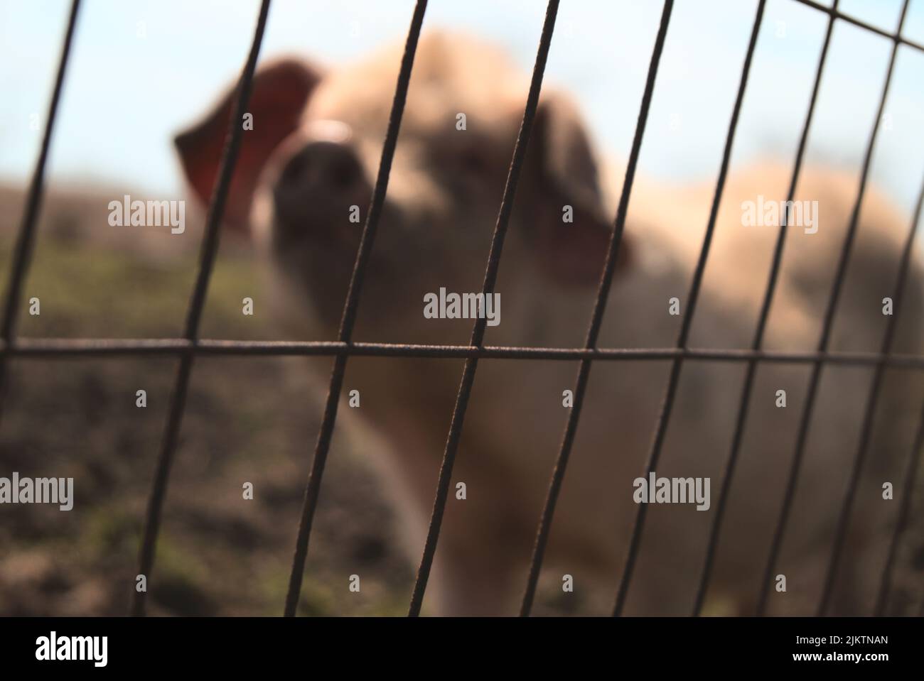 Pig behind mesh fence hi-res stock photography and images - Alamy