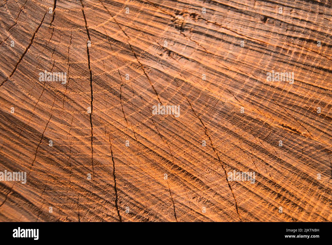 Dry tree texture hi-res stock photography and images - Alamy