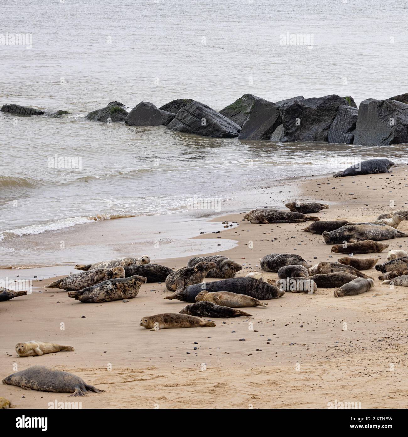 The grey seals on the beach Stock Photo - Alamy