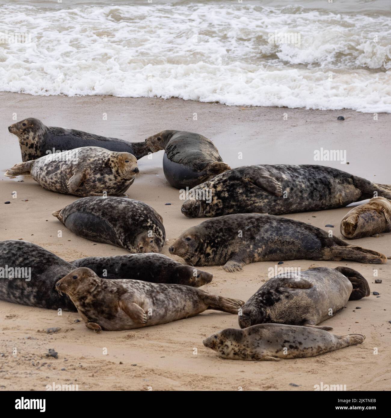 A vertical shot of a colony of grey seals (Halichoerus grypus) laying ...