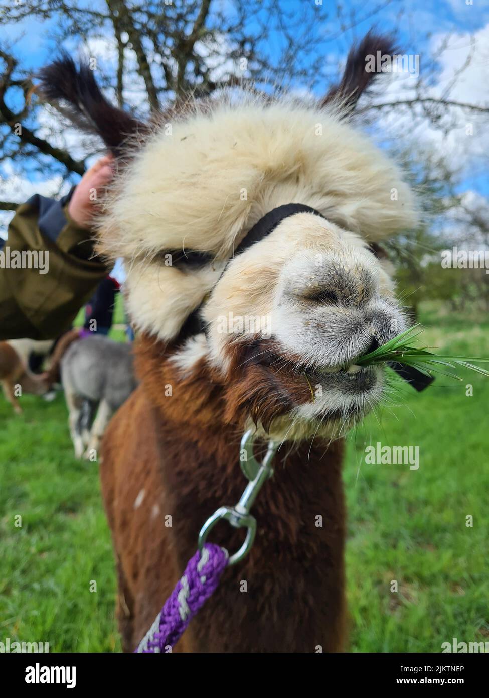 A portrait of a furry alpaca chewing grass Stock Photo - Alamy