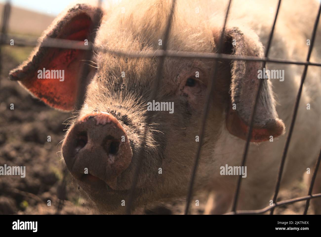 Farm Animals Pigs Bloody Mess