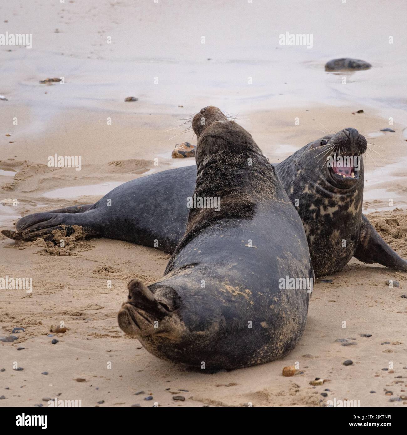 Two grey seals on the beach Stock Photo - Alamy