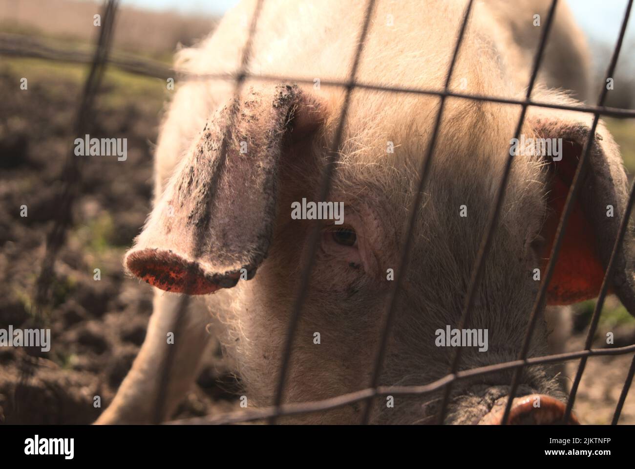 Pig behind mesh fence hi-res stock photography and images - Alamy