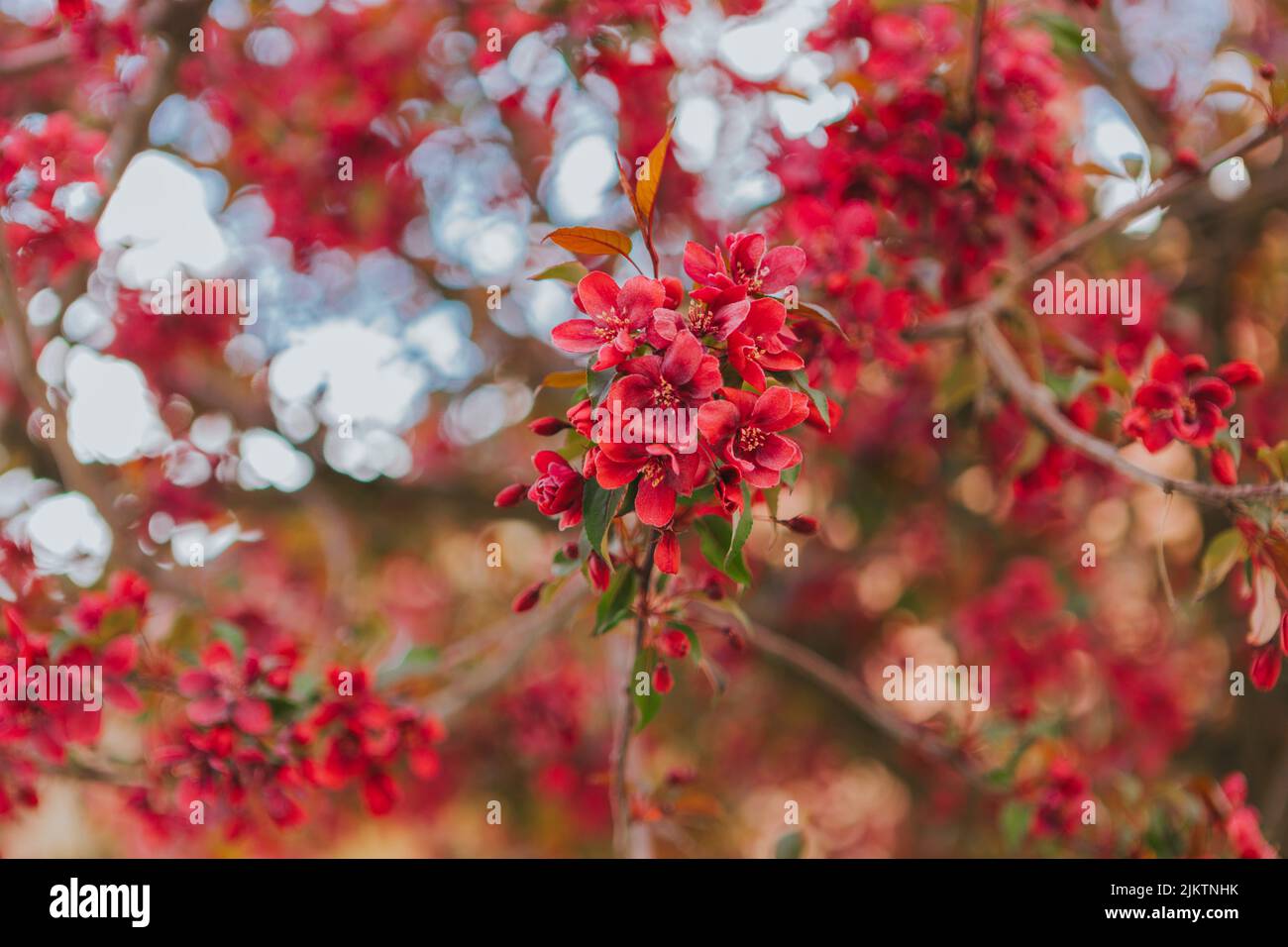The Malus spectabilis in the spring time Stock Photo - Alamy