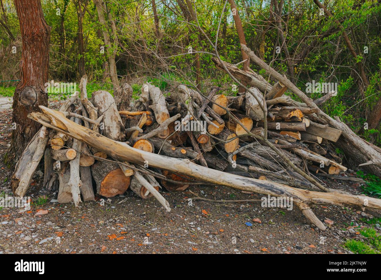 The Fallen woods in autumn in the forest Stock Photo - Alamy