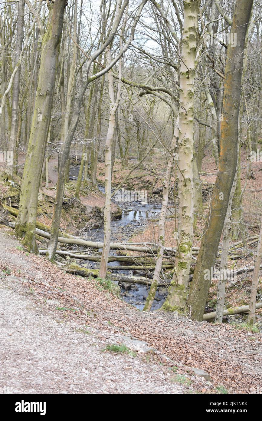 The trees at Tockholes woodland and Ruddlesworth Stock Photo - Alamy