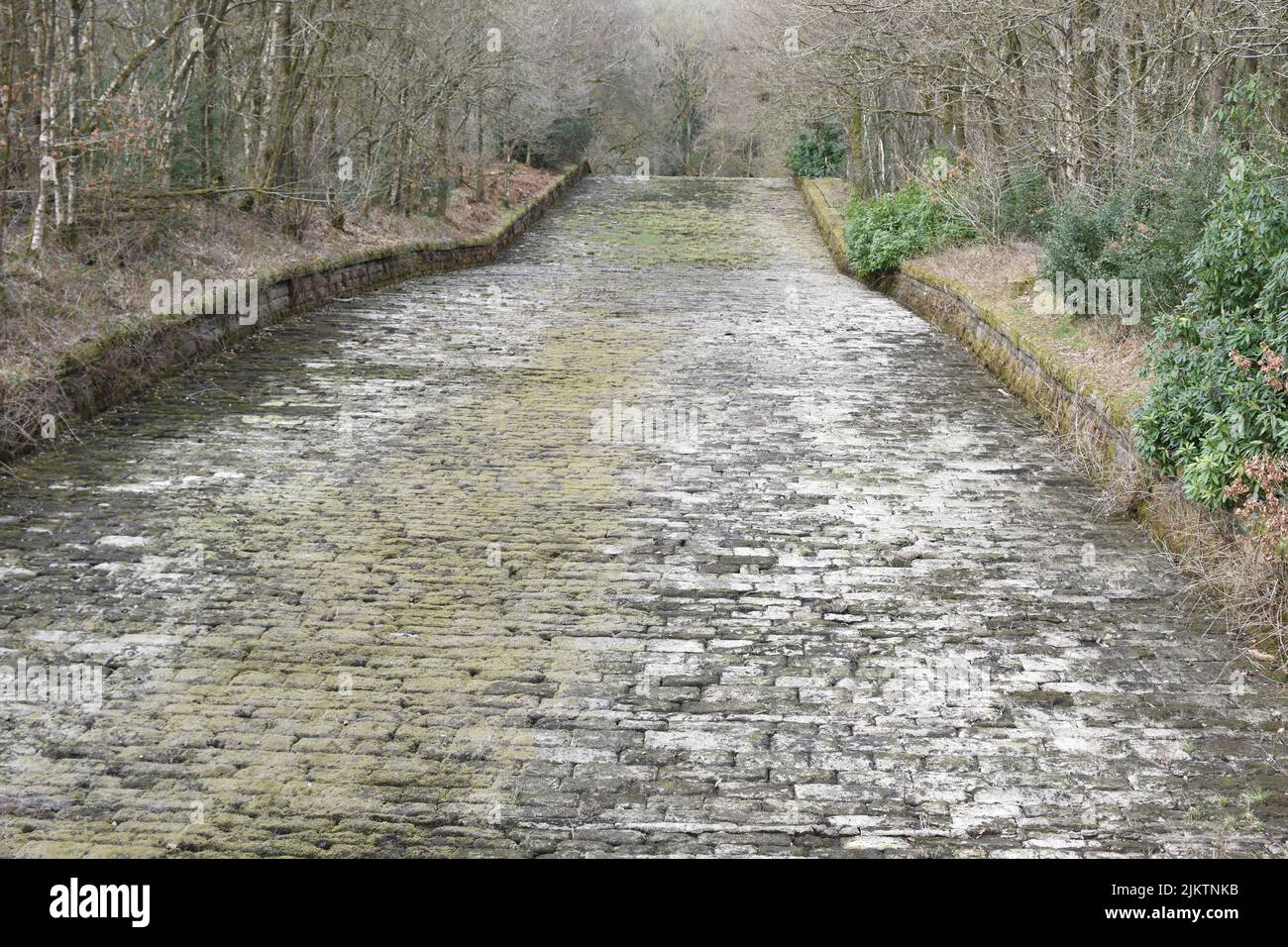 A stone mossy path going through the forest in Tockholes Stock Photo ...