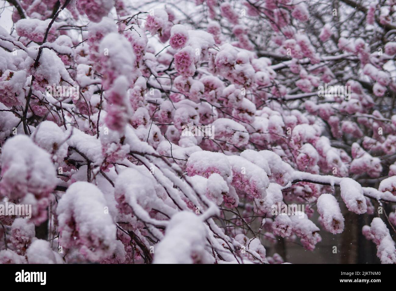 A blooming sakura tree branches covered with snow Stock Photo - Alamy