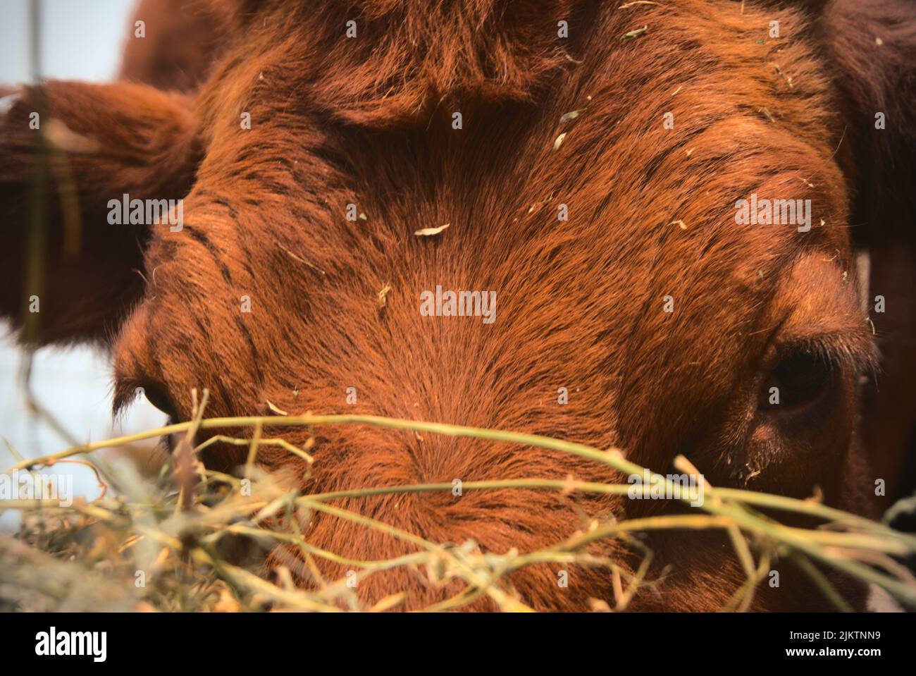 Closeup cow eating hay hi-res stock photography and images - Alamy