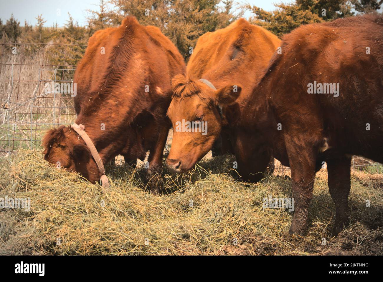 Cow eating hay natural hi-res stock photography and images - Alamy
