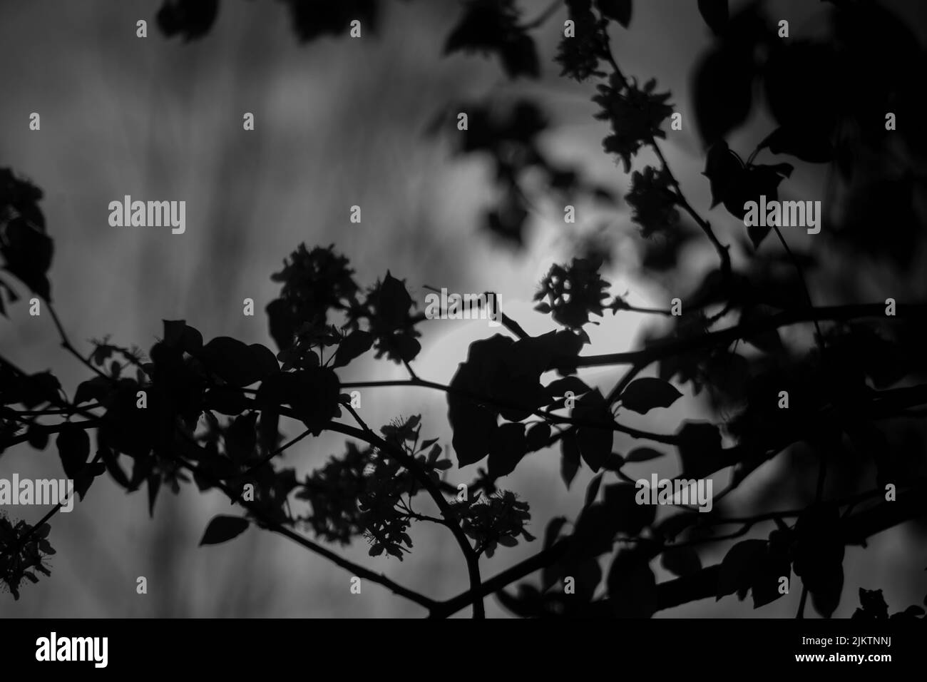 Tree leaves silhouette hi-res stock photography and images - Alamy