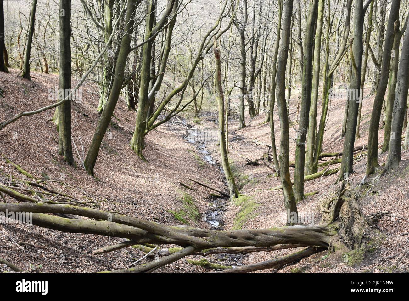 The trees at Tockholes woodland and Ruddlesworth Stock Photo - Alamy