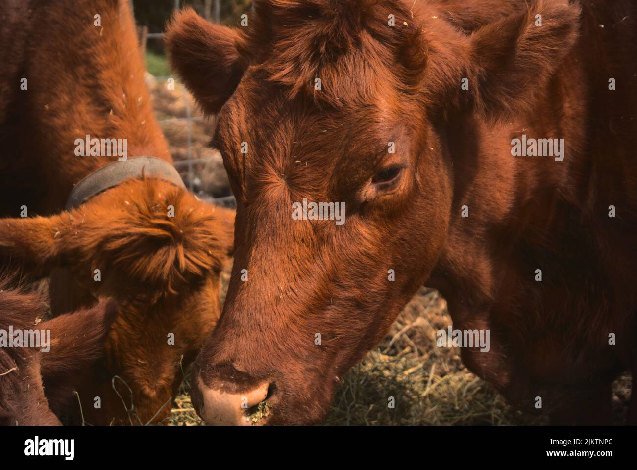 Brown calf hi-res stock photography and images - Alamy
