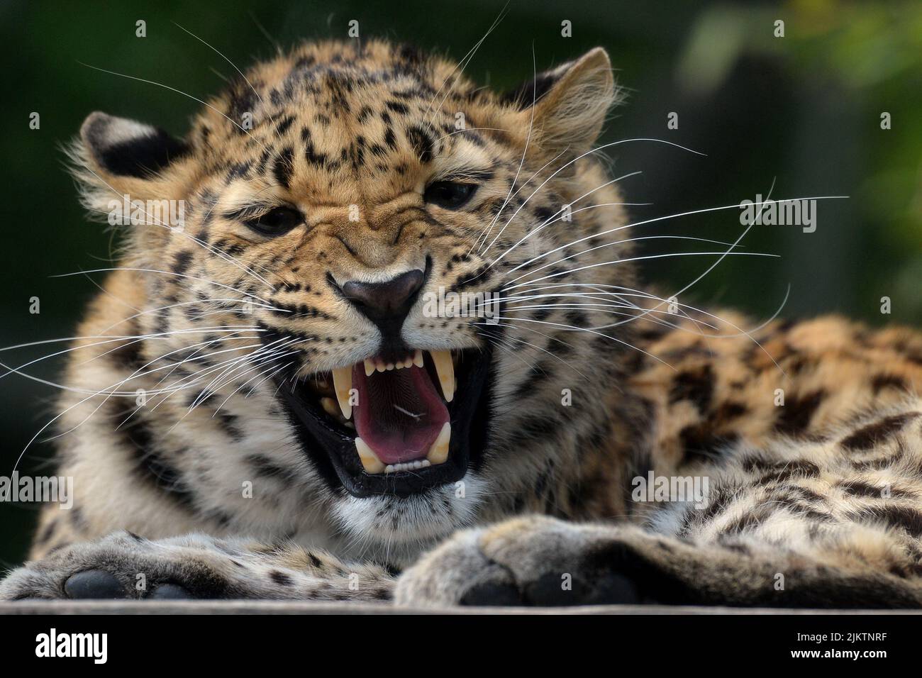 Olomouc, Czech Republic. 3rd Aug, 2022. Amur leopard (Panthera pardus ...