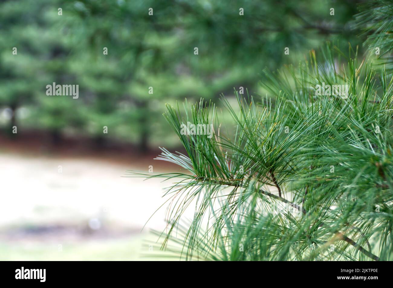 Korean pine tree hi-res stock photography and images - Alamy