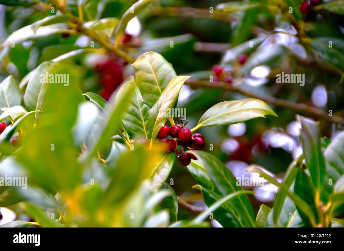 Red berry flower hi-res stock photography and images - Alamy