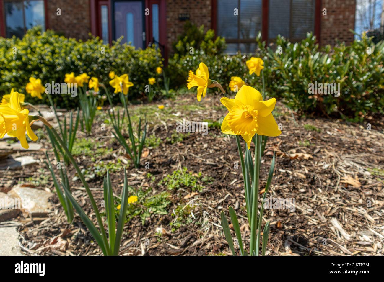 Beautiful daffodil flowers in garden hi-res stock photography and ...