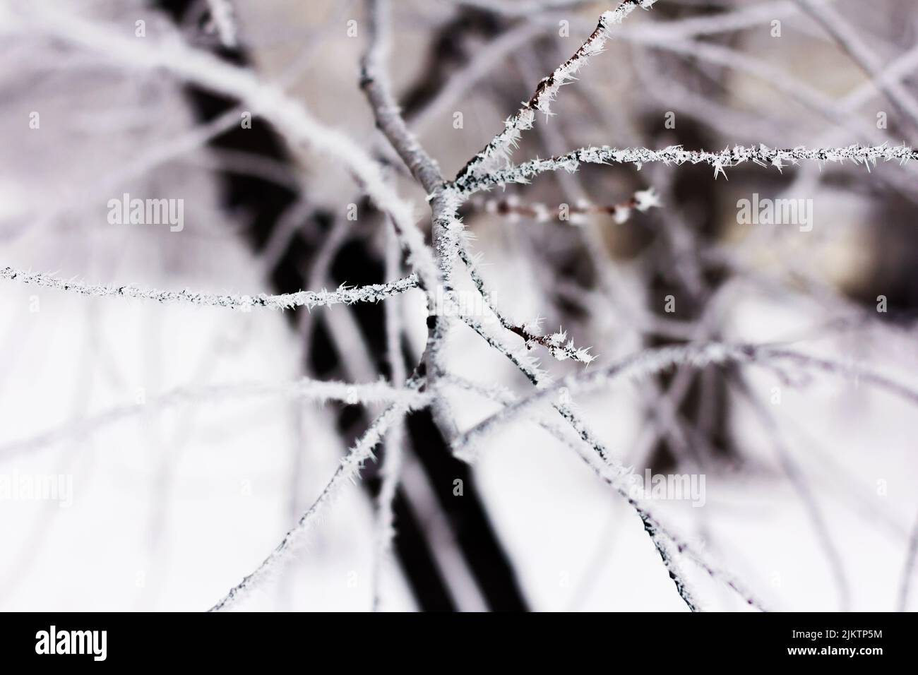 Thin ice layer frozen hi-res stock photography and images - Alamy