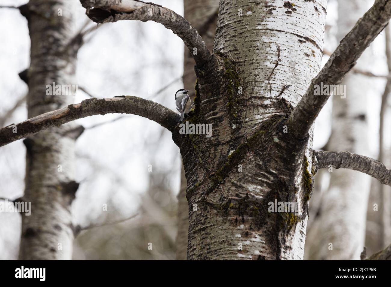 The Mountain chickadee in the tree Stock Photo - Alamy