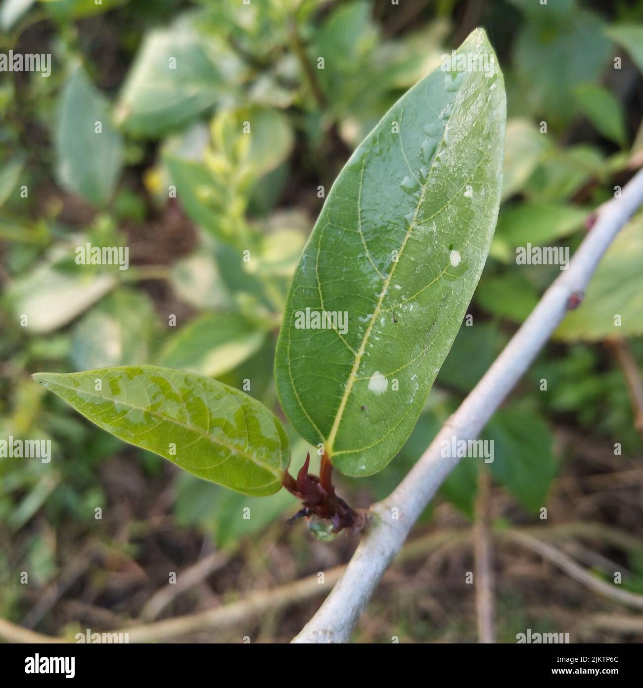 Ficus pantoniana, commonly known as the climbing fig, is a species of ...