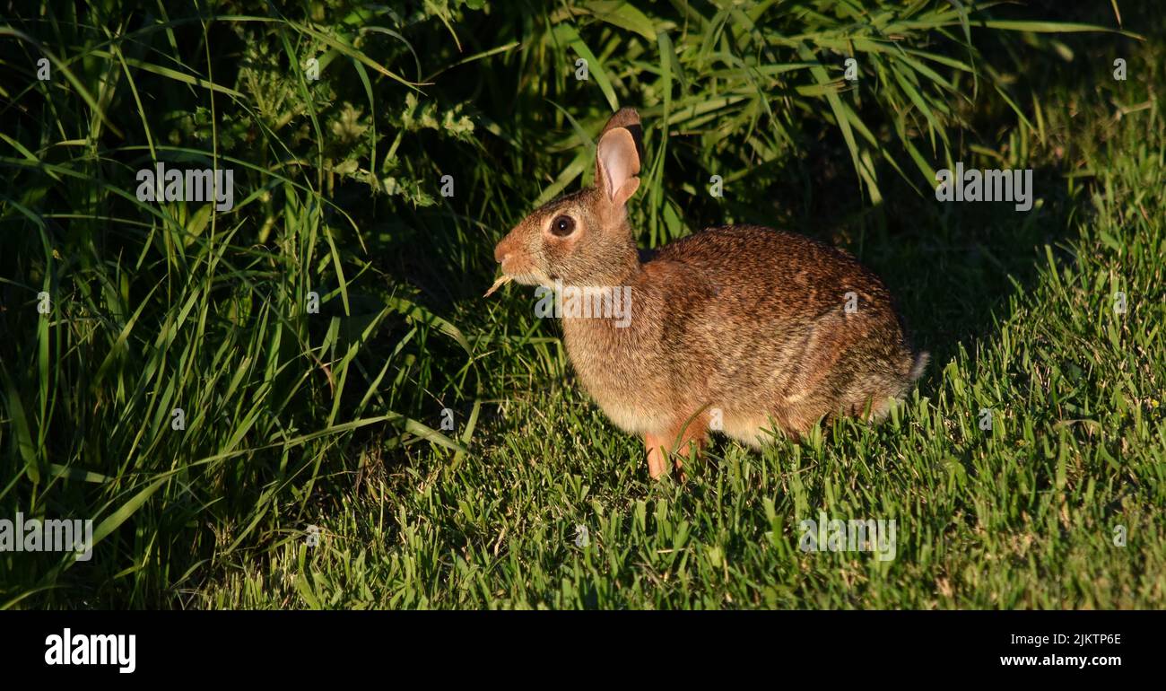 A wild rabbit on the side of the road in Southwestern Wisconsin, USA ...