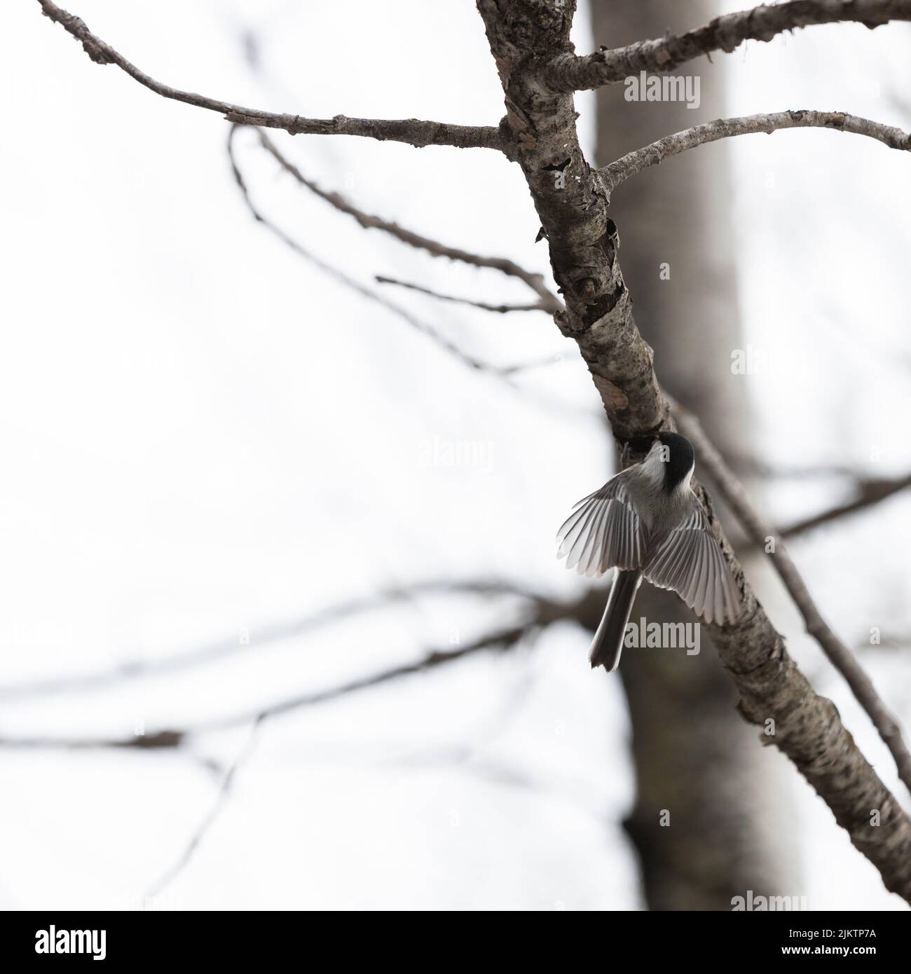 The Mountain chickadee in the tree Stock Photo - Alamy