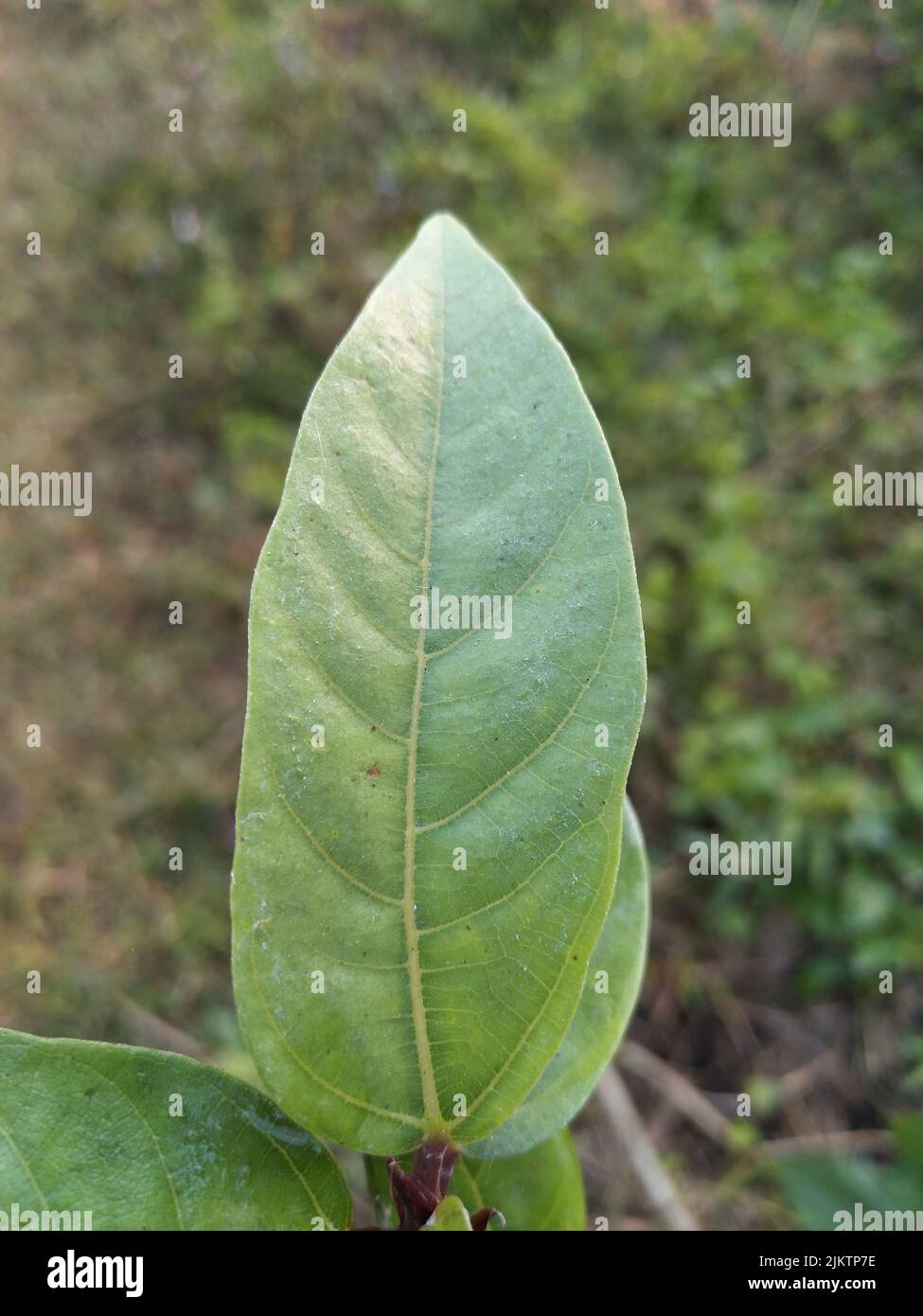 Ficus racemosa, the cluster fig, red river fig or gular, is a species ...