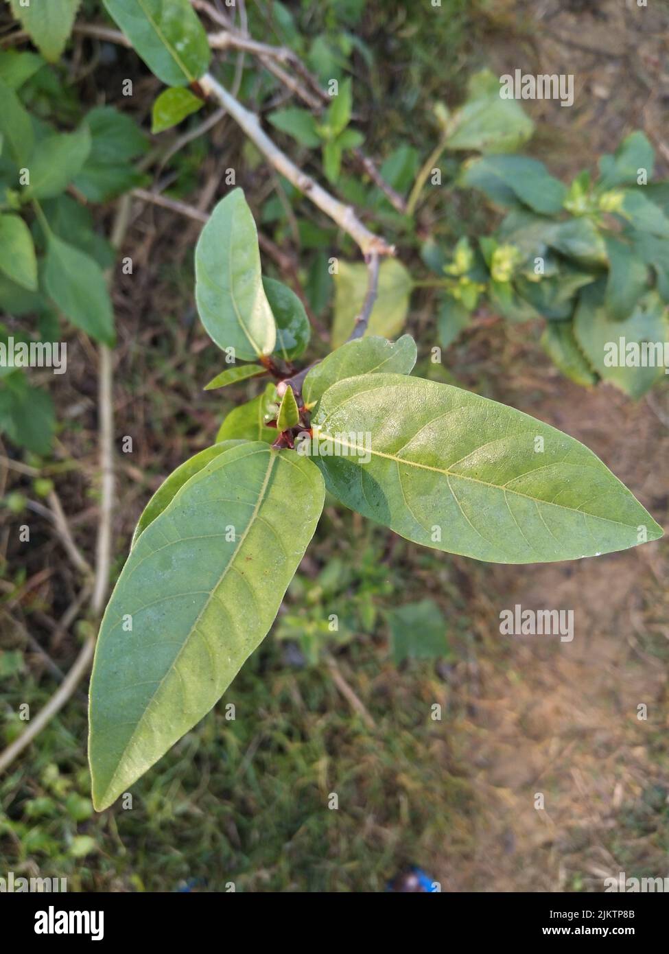 Ficus racemosa, the cluster fig, red river fig or gular, is a species ...