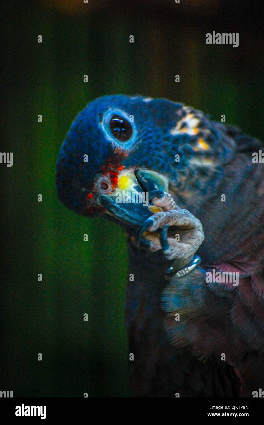 A vertical closeup of a scaly-headed parrot, Pionus maximiliani Stock ...