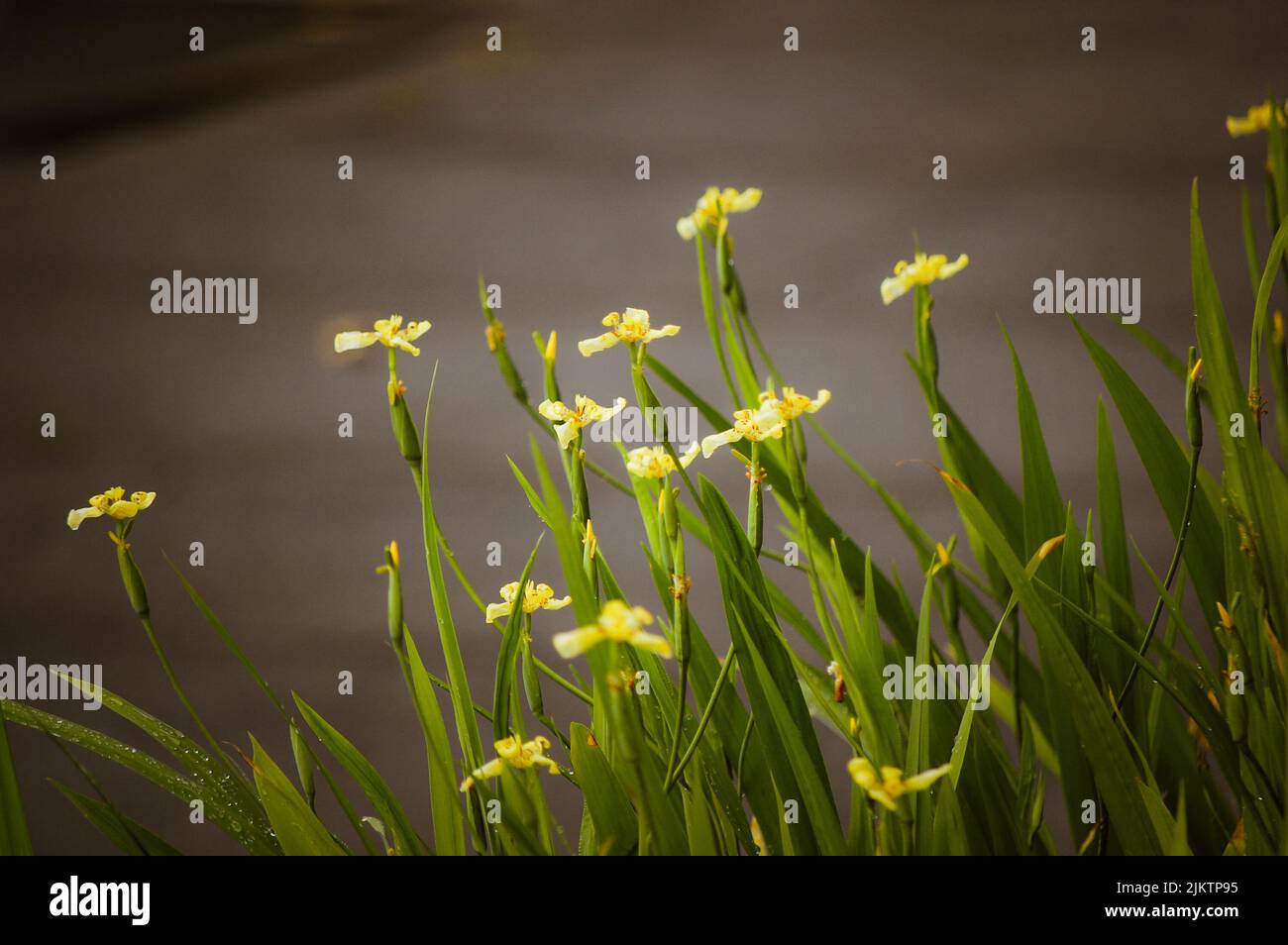 A closeup of Trimezia martinicensis, Martinique trimezia, yellow ...