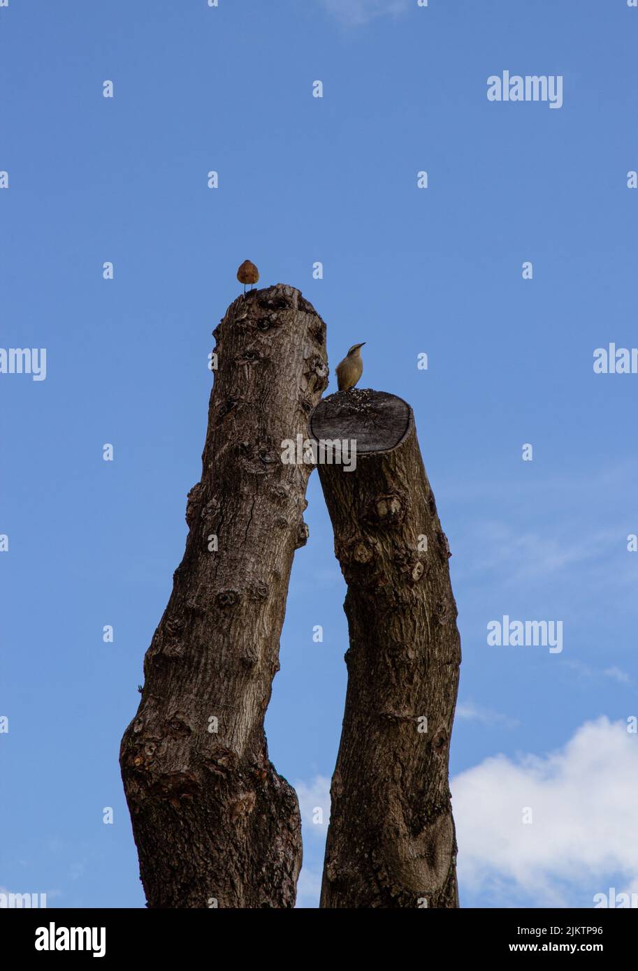 A low angle shot of two birds sitting on two branches of trees Stock ...