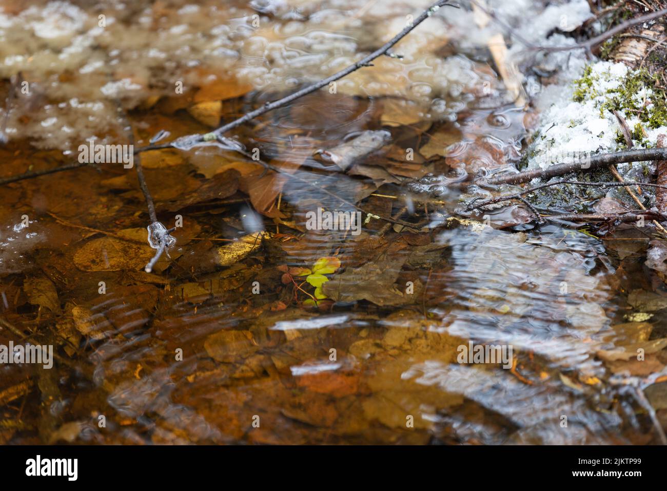 The Fallen autumn leaves floating in puddle water close up Stock Photo - Alamy