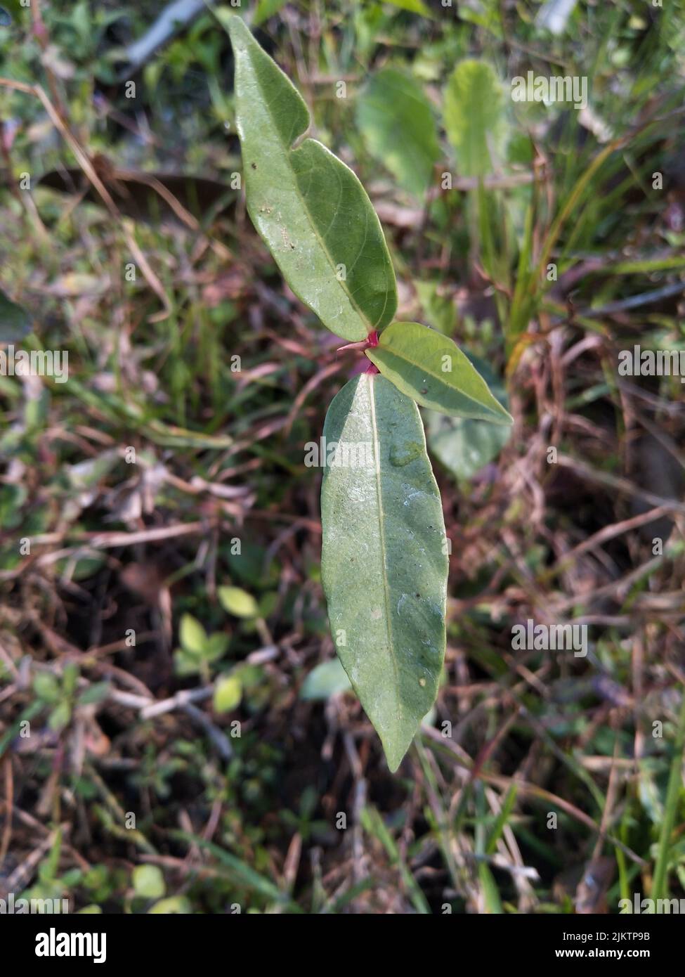 Tree species in the fig and mulberry family hi-res stock photography ...