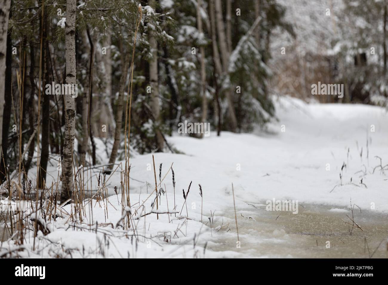 Snowy nature view hi-res stock photography and images - Alamy
