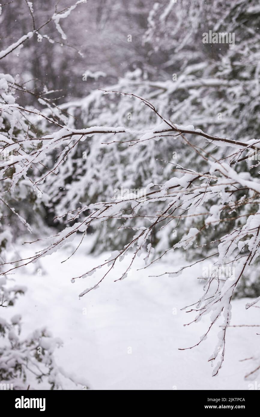 Snowy stick hi-res stock photography and images - Alamy