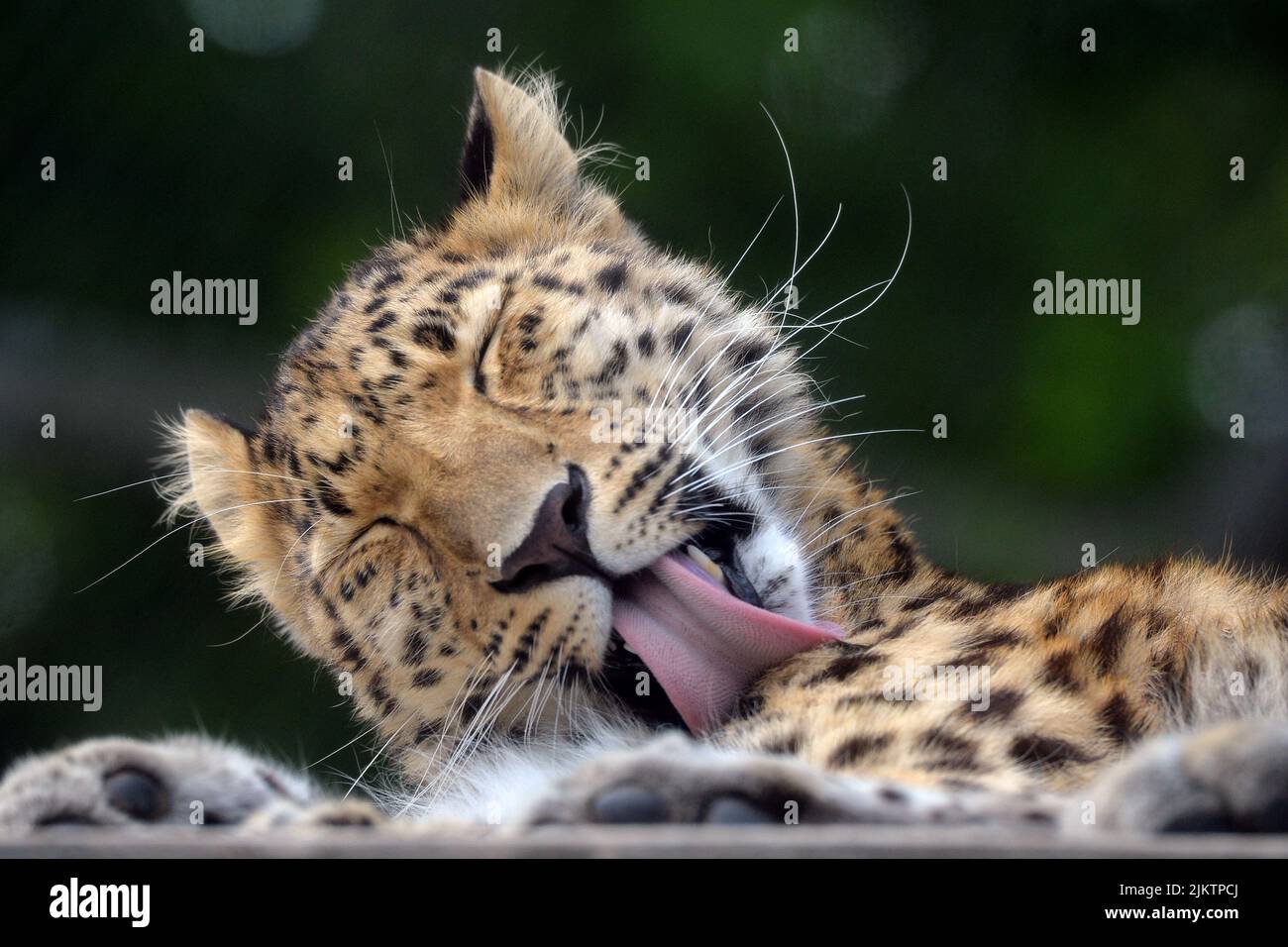 Olomouc, Czech Republic. 3rd Aug, 2022. An Amur leopard (Panthera ...