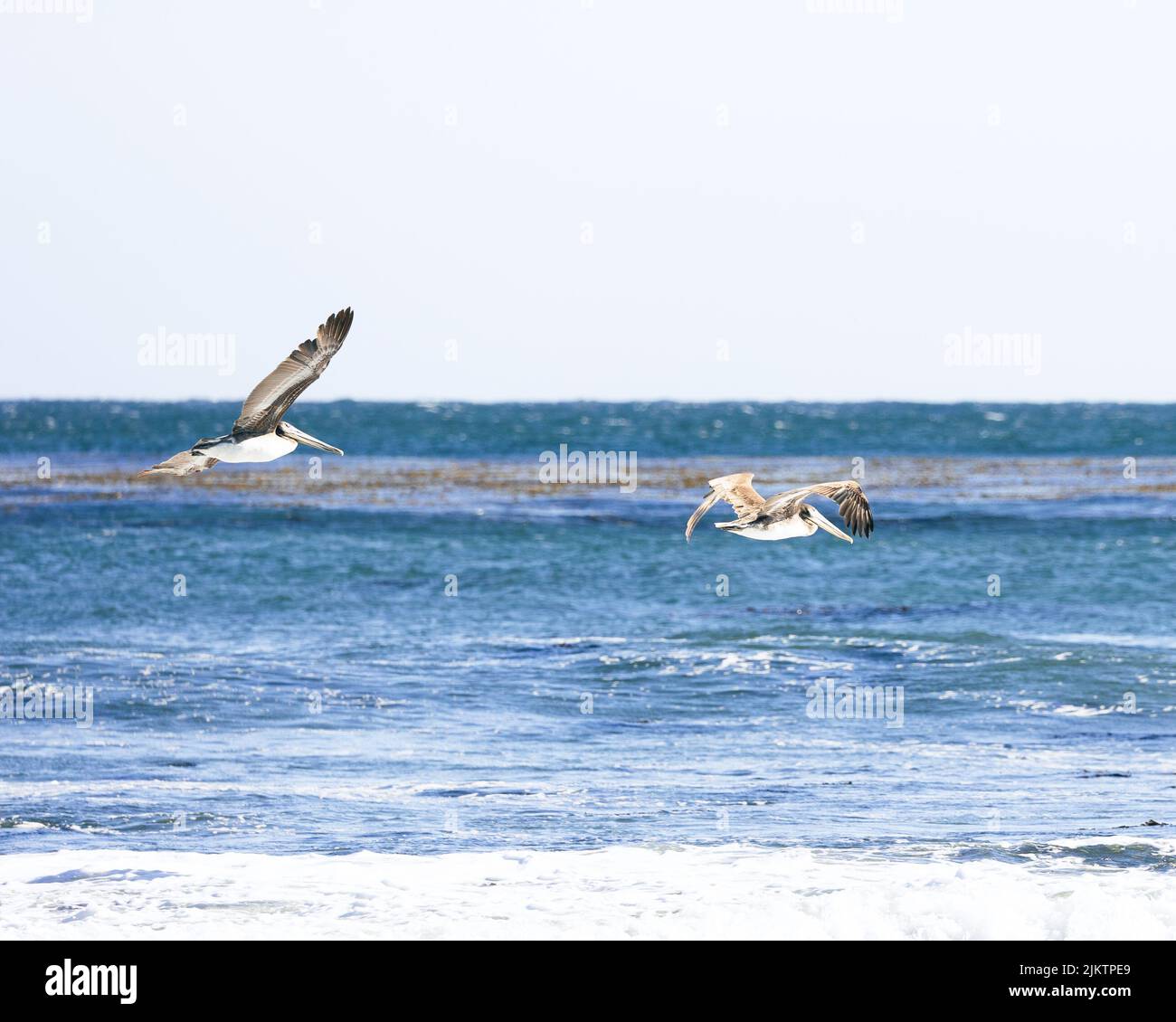 Two Pelicans flying over the Pacific Ocean in Santa Cruz, California ...