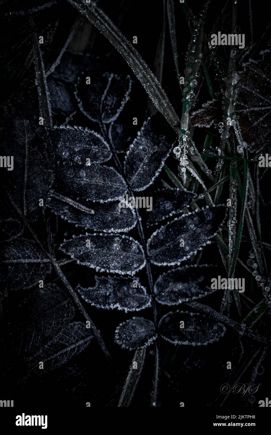 Beautiful natural leaves plants hi-res stock photography and images - Alamy