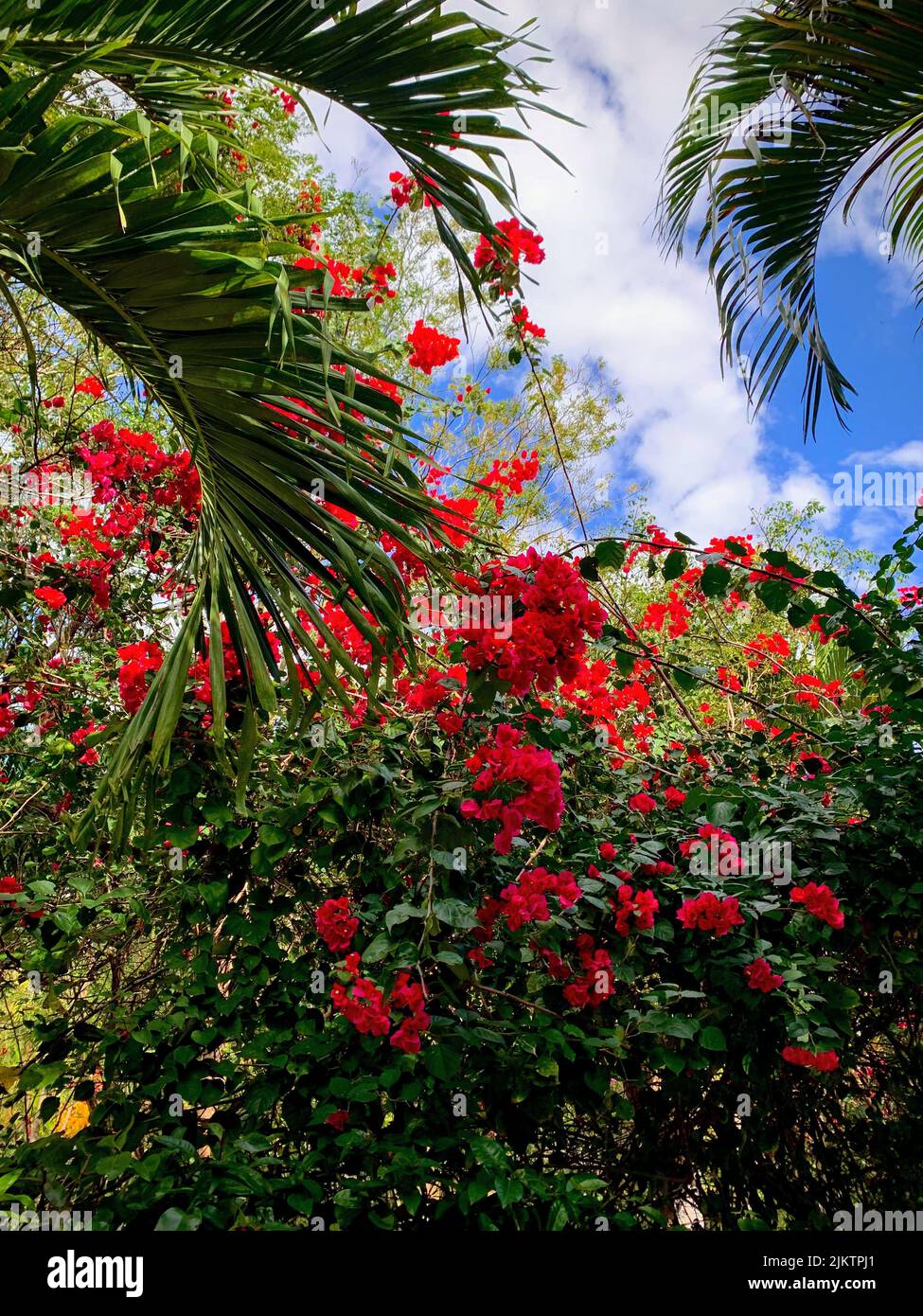 Beautiful vibrant red flowers captured in Tulum, Mexico Stock Photo - Alamy