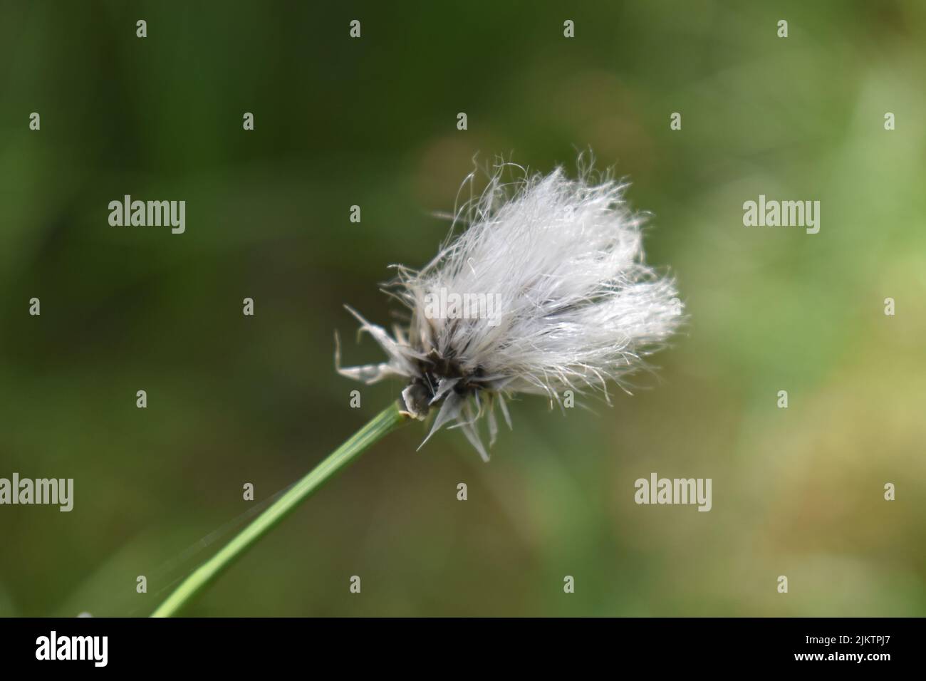 A soft focus of white fluffy seeds of a weed at a garden Stock Photo ...
